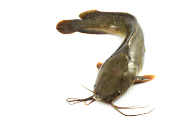 Poisson chat 500-800 4kg | Exotique Pro