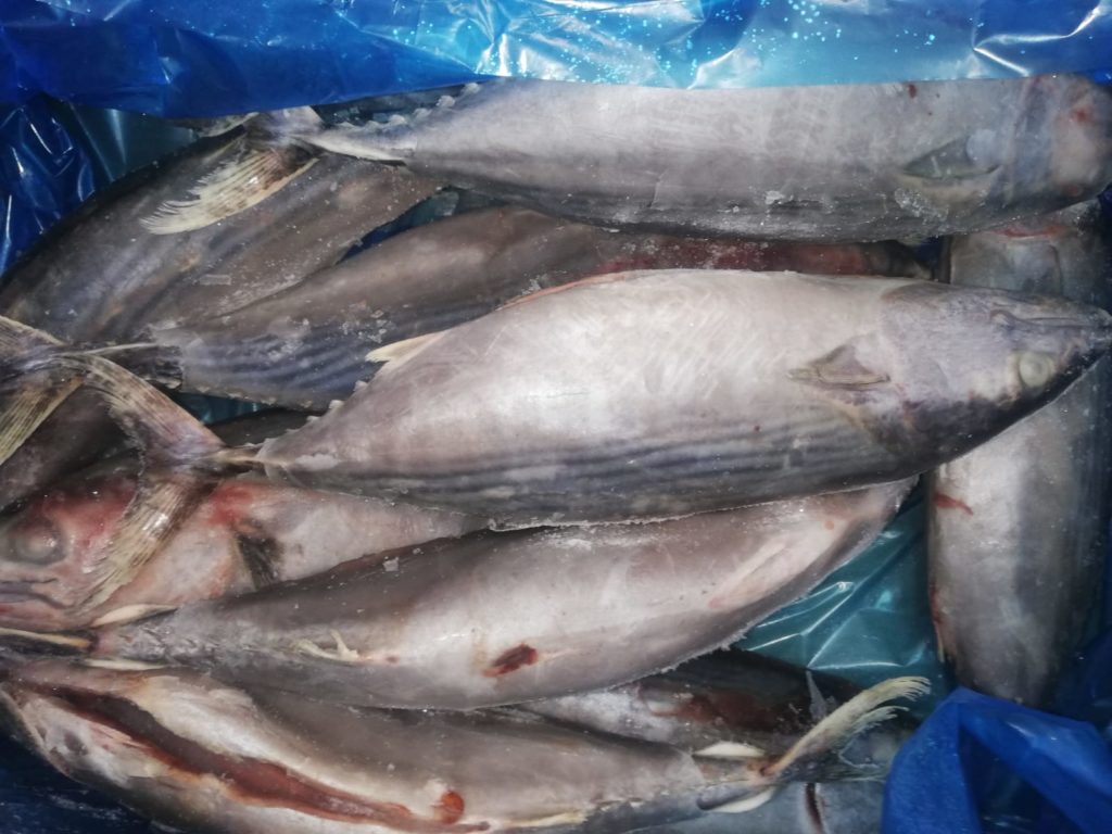 POISSON | Exotique Pro