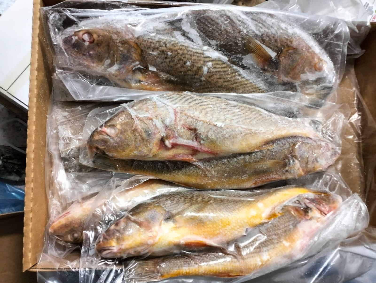 captaine ombrine | Exotique Pro